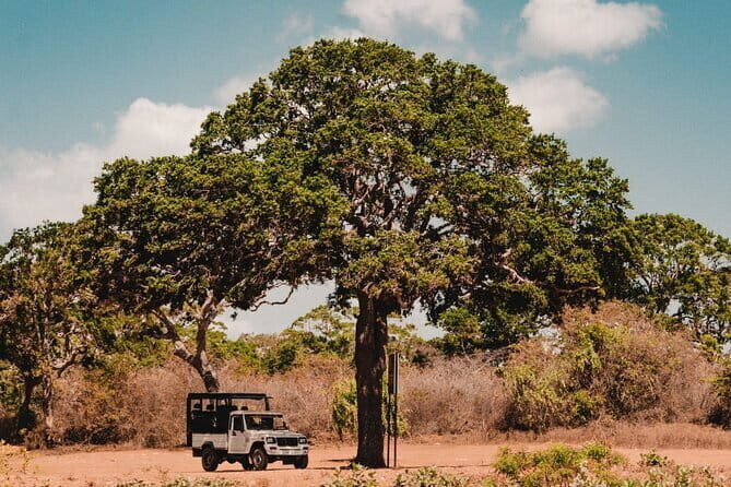 Day Excursions to Wilpattu National Park from Negombo - Key Points