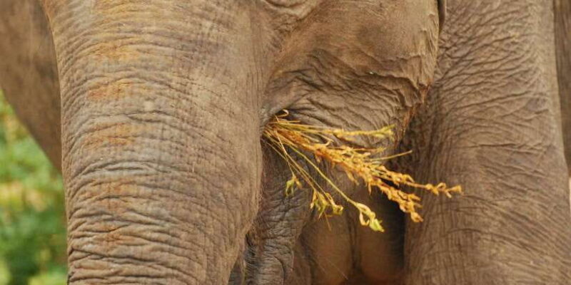 Day Safari From Hambantota - Key Points