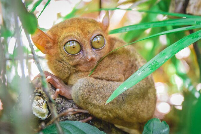 Day Swing to Bohol - In-Depth Look at the Itinerary