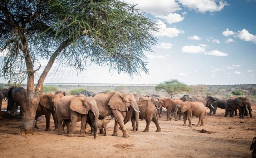 DAY TOUR: DAVID SHELDRICK ELEPHANT TRUST & GIRAFFE CENTER - Key Points