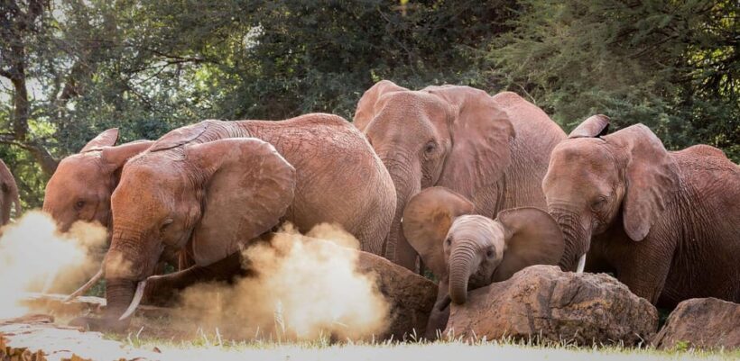 DAY TOUR: DAVID SHELDRICK ELEPHANT TRUST & GIRAFFE CENTER - Practical Details and Tips