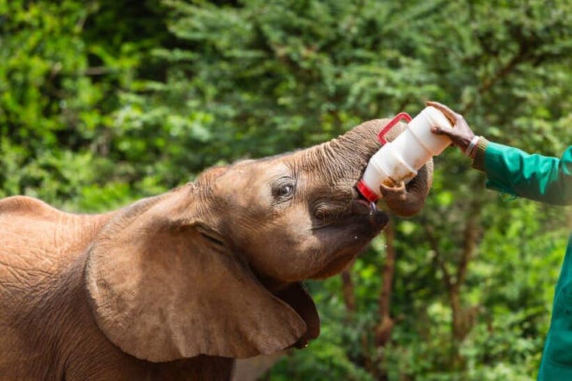 DAY TOUR: DAVID SHELDRICK ELEPHANT TRUST & GIRAFFE CENTER - Final Thoughts