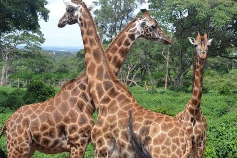 DAY TOUR: DAVID SHELDRICK ELEPHANT TRUST & GIRAFFE CENTER - FAQ