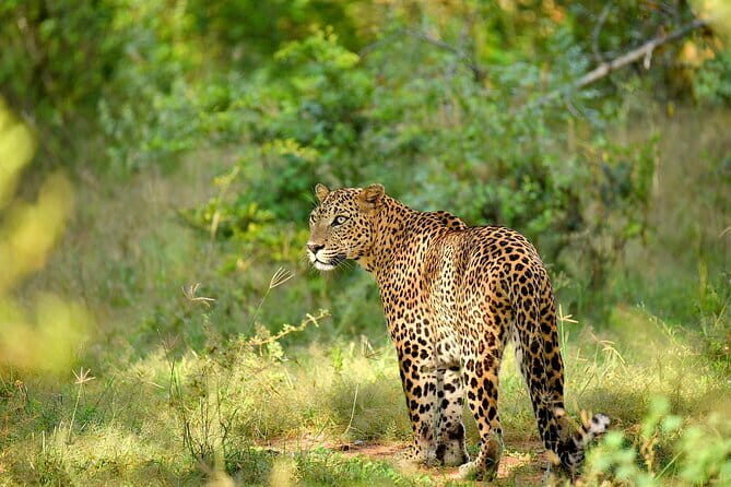 Day Tour from Colombo to Yala National Park Safari - Key Points
