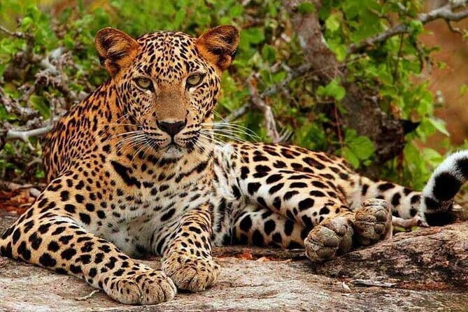 Day Tour from Colombo to Yala National Park Safari - An In-Depth Look at the Tour Experience