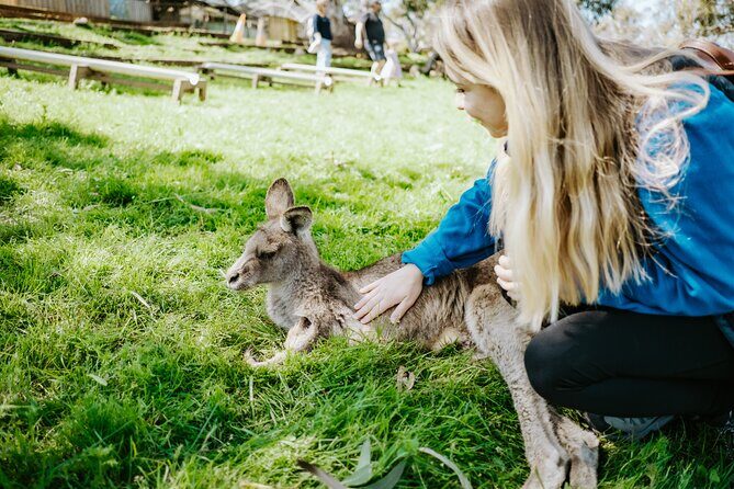 Day Tour in Mt. Field, Mt. Wellington, Bonorong Wildlife Sanctuary and Richmond - An Overview of the Tour Experience