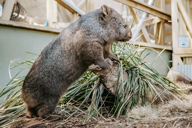 Day Tour in Mt. Field, Mt. Wellington, Bonorong Wildlife Sanctuary and Richmond - The Sum Up: A Solid Choice for Authentic Tasmanian Adventures