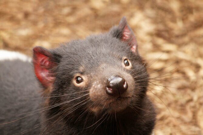 Day Tour in Mt. Field, Mt. Wellington, Bonorong Wildlife Sanctuary and Richmond - FAQ
