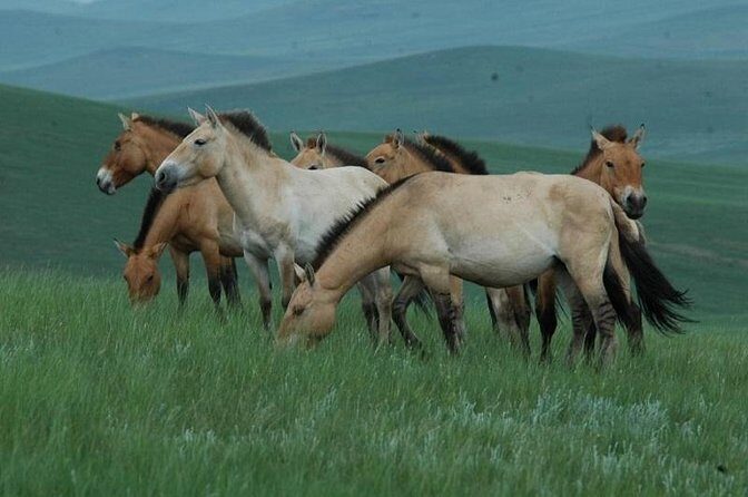Day Tour of Hustai National Park - An In-Depth Exploration of the Itinerary