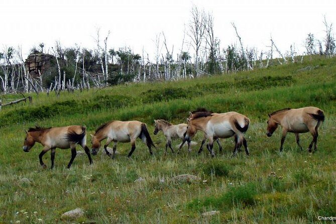 Day Tour of Hustai National Park - Who Will Love This Tour?