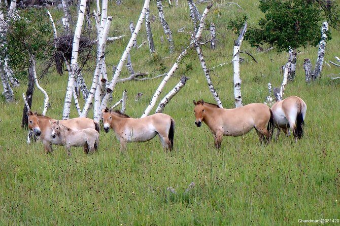 Day Tour of Hustai National Park - FAQ