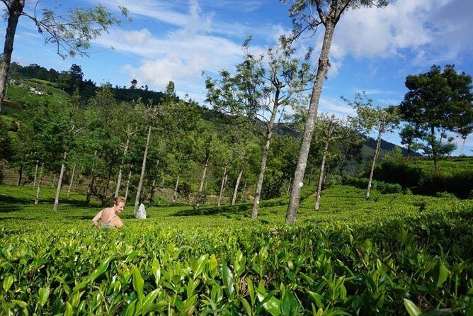 Day Tour of Nuwara Eliya - FAQ