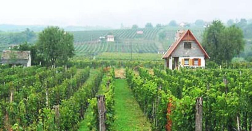 Day Tour of Pécs and with Villány with Wine Tasting - Exploring Hungary’s Hidden Gems: Pécs and Villány with Wine Tasting