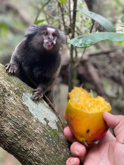 Day tour of Rio de Janeiro with drone footage - Ending on a High Note: Drone Footage and Reflection