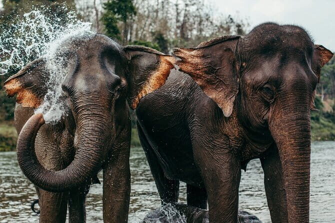 Day Tour Small Group Elephant Sanctuary and Fun Sticky Waterfall - Introduction