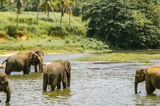 Day Tour Small Group Elephant Sanctuary and Fun Sticky Waterfall - An Up-Close Look at the Tour Experience