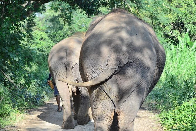 Day Tour Small Group Elephant Sanctuary and Fun Sticky Waterfall - Who Will Love This Tour?
