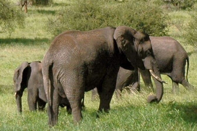 Day Tour Small Group Elephant Sanctuary and Fun Sticky Waterfall - FAQs