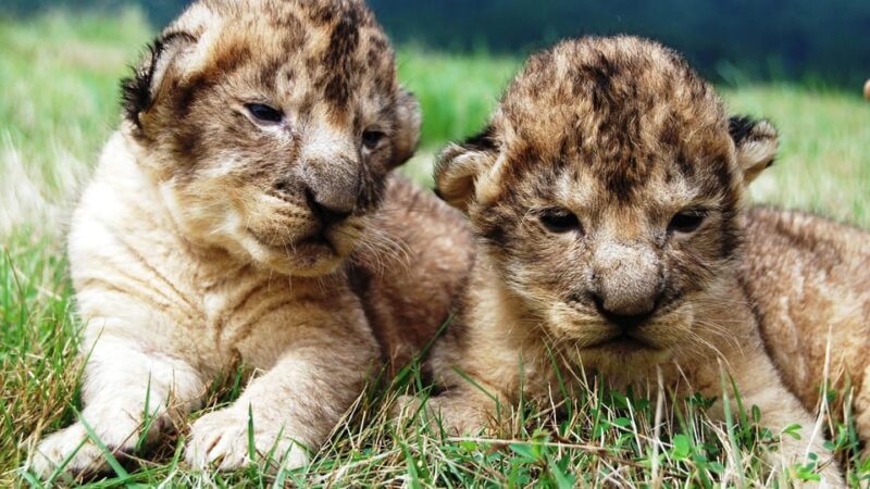 Day Tour to Akiyoshi Dai, Yamaguchi From Fukuoka With Bus - Akiyoshidai Safari Land