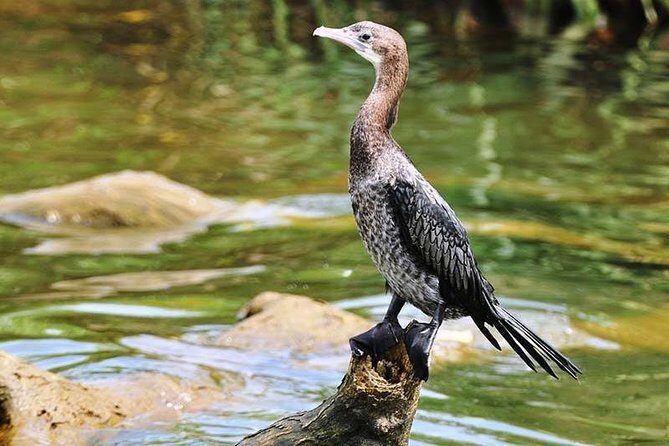 Day Tour to Anawilundawa Wetland Sanctuary - Exploring Anawilundawa Wetland Sanctuary