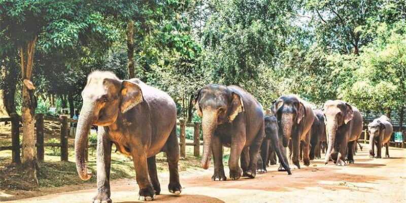 Day Tour to Elephant Orphanage / spice garden - Detailed Breakdown of the Itinerary