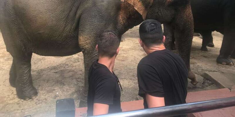 Day Tour to Elephant Orphanage / spice garden - The Sum Up