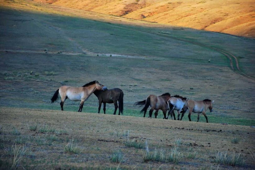 Day tour to Hustai national park - Exploring the Hustai National Park Day Tour: A Balanced Look