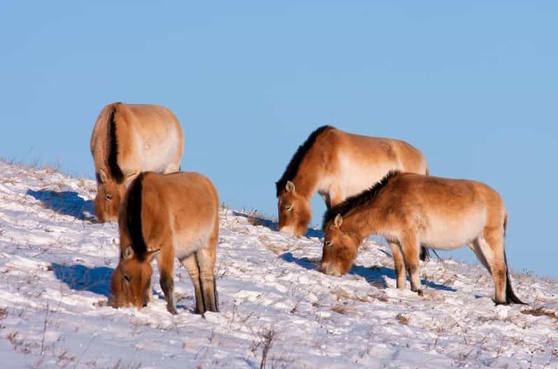 Day tour to Hustai national park - Wildlife and Nature Highlights