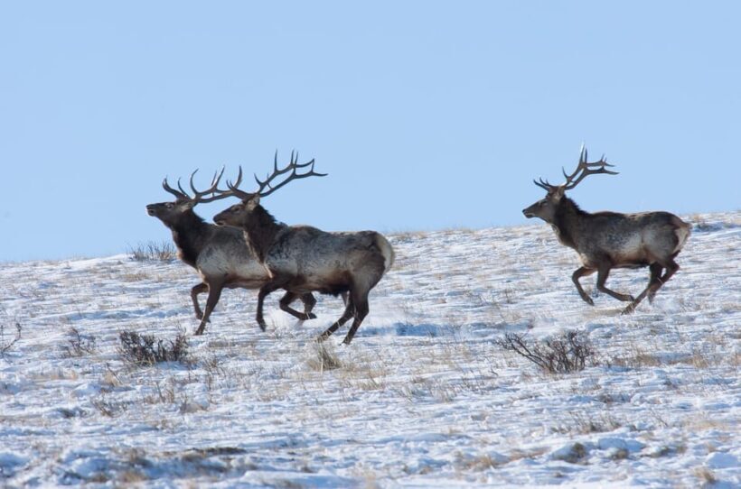Day tour to Hustai national park - Overall Value and Recommendations