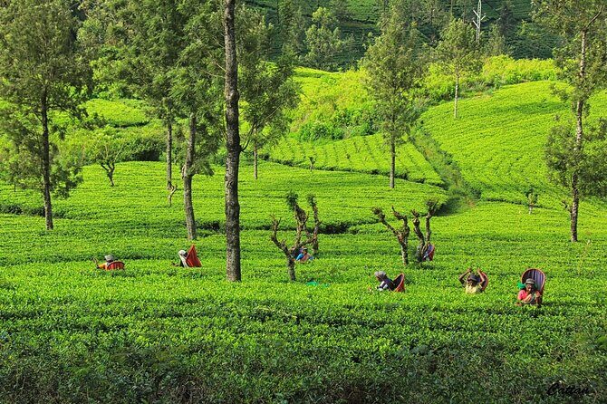 Day Tour to Kandy From Colombo - FAQs