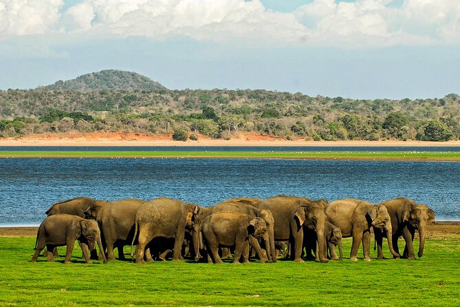 Day tour to Minneriya National Park,Sigiriya & Dambulla from Kandy - Practical Details and What to Expect