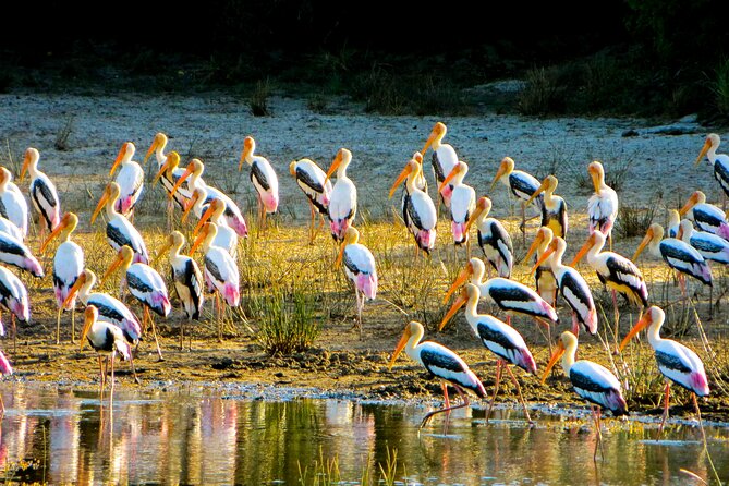 Day tour to Minneriya National Park,Sigiriya & Dambulla from Kandy - What Do Travelers Say?