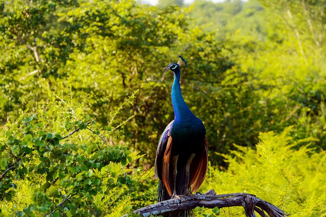 Day tour to Minneriya National Park,Sigiriya & Dambulla from Kandy - Final Thoughts