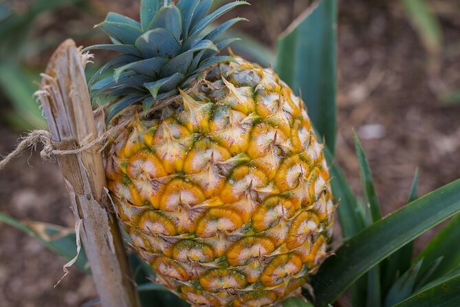 Day tour to the amazing Sete Cidades - Who Will Love This Tour?