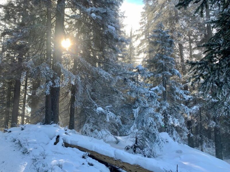 Day Tour to Top of Europe Jungfraujoch, Incl. Swiss Picnic - Optional Activities
