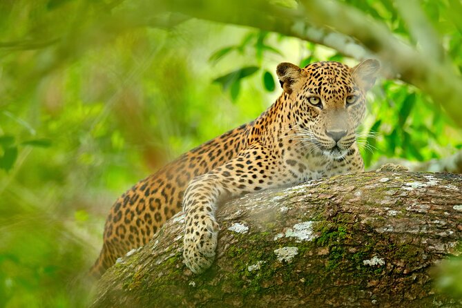 Day Tour to Wilpattu National Park from Colombo - Authentic Reviews: Real Travelers, Real Insights