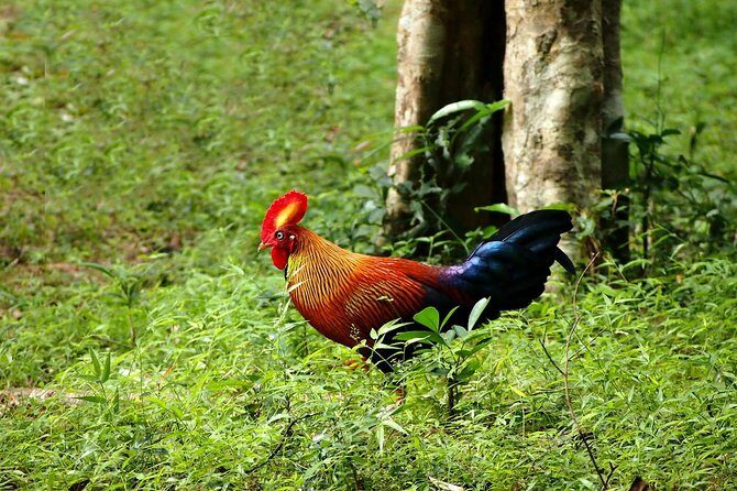 Day Tour to Wilpattu National Park From Negombo - Exploring Wilpattu National Park from Negombo: An Honest Look