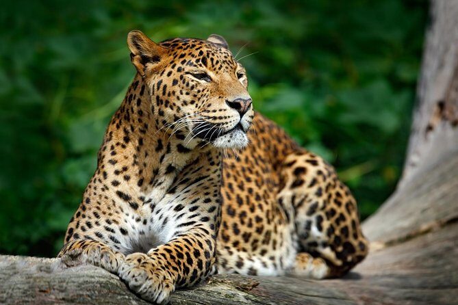 Day Tour to Wilpattu National Park From Negombo - Frequently Asked Questions