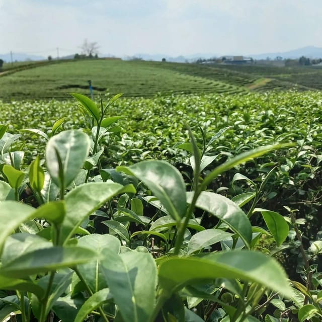 Day tour visit the most popular in Chiang Rai - Final Thoughts: Is This Tour Worth It?