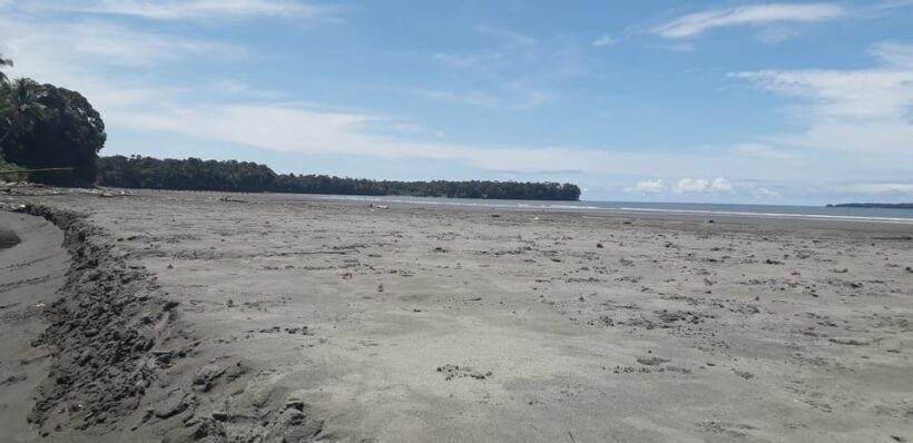 Day Tour Whale Watching from Cali - Sundays - - The Sum Up