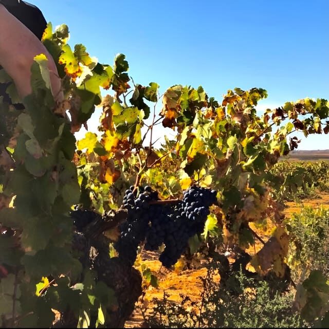 Day Trip and Discover the Heart of Alicantes Wine Country! - An In-Depth Look at the Alicante Wine Tour