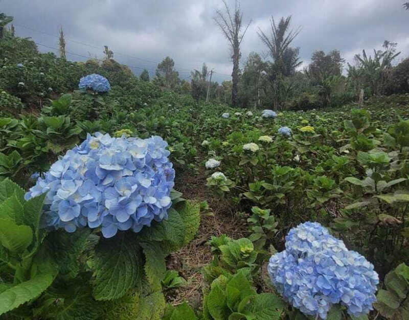 day trip bali: ulundanu,handara gate,banyumala waterfalls - Logistical Details and Practical Tips