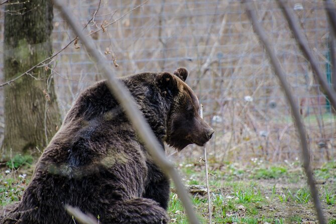 Day Trip Bear Sanctuary, Bran Castle, Rasnov Fortress from Brasov - Authentic Experiences and Reviews