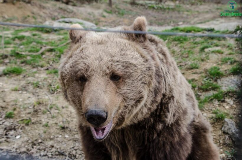 Day trip Bran Castle, Rasnov Fortress and Bear Sanctuary - Exploring the Highlights of the Tour