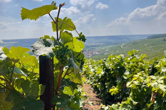 Day Trip by Van in Champagne Small Group of 8 - Accessibility and Additional Information