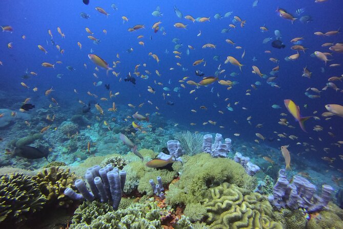 Day Trip Discover Scuba dive in Nusa Penida 2 dives (From Sanur - South Bali) - Potential Drawbacks or Considerations