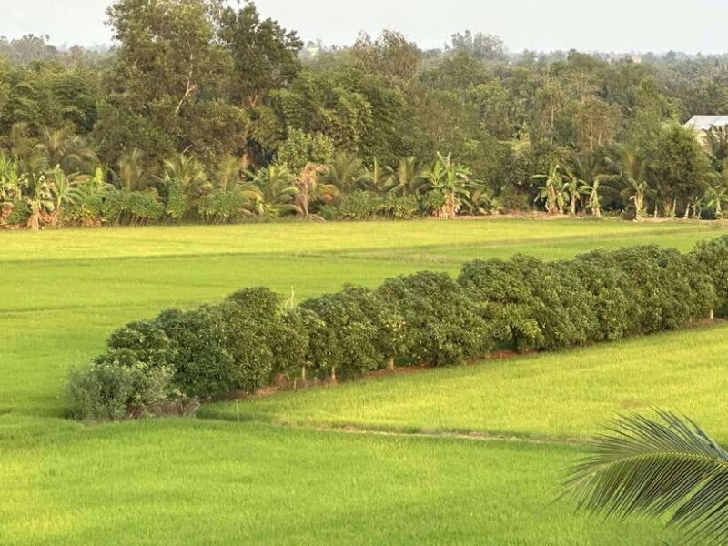 Day Trip: Floating Market & Mua Xuan Forest Half-Day Tour - FAQ