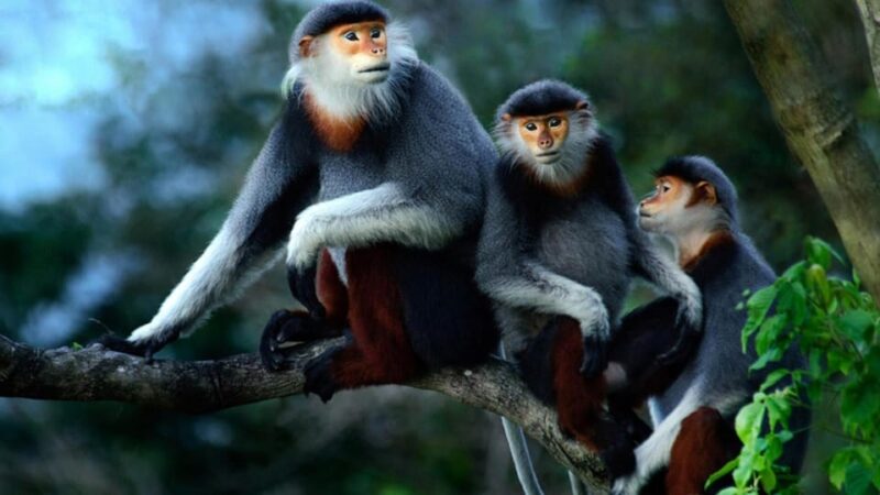 Day Trip for a Group to Cuc Phuong National Park - FAQ