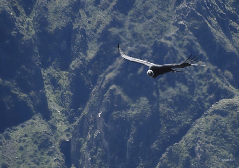 Day Trip from Arequipa: Explore the Majestic Colca Canyon - Why This Tour Is a Great Choice