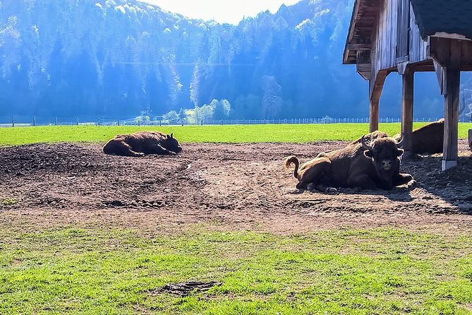 Day trip from Brasov: Bison reserve & traditional lunch - Visiting the Waterfall and Local Environment